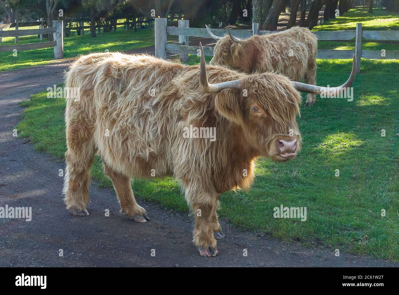 Highland cows on a farm Stock Photo - Alamy