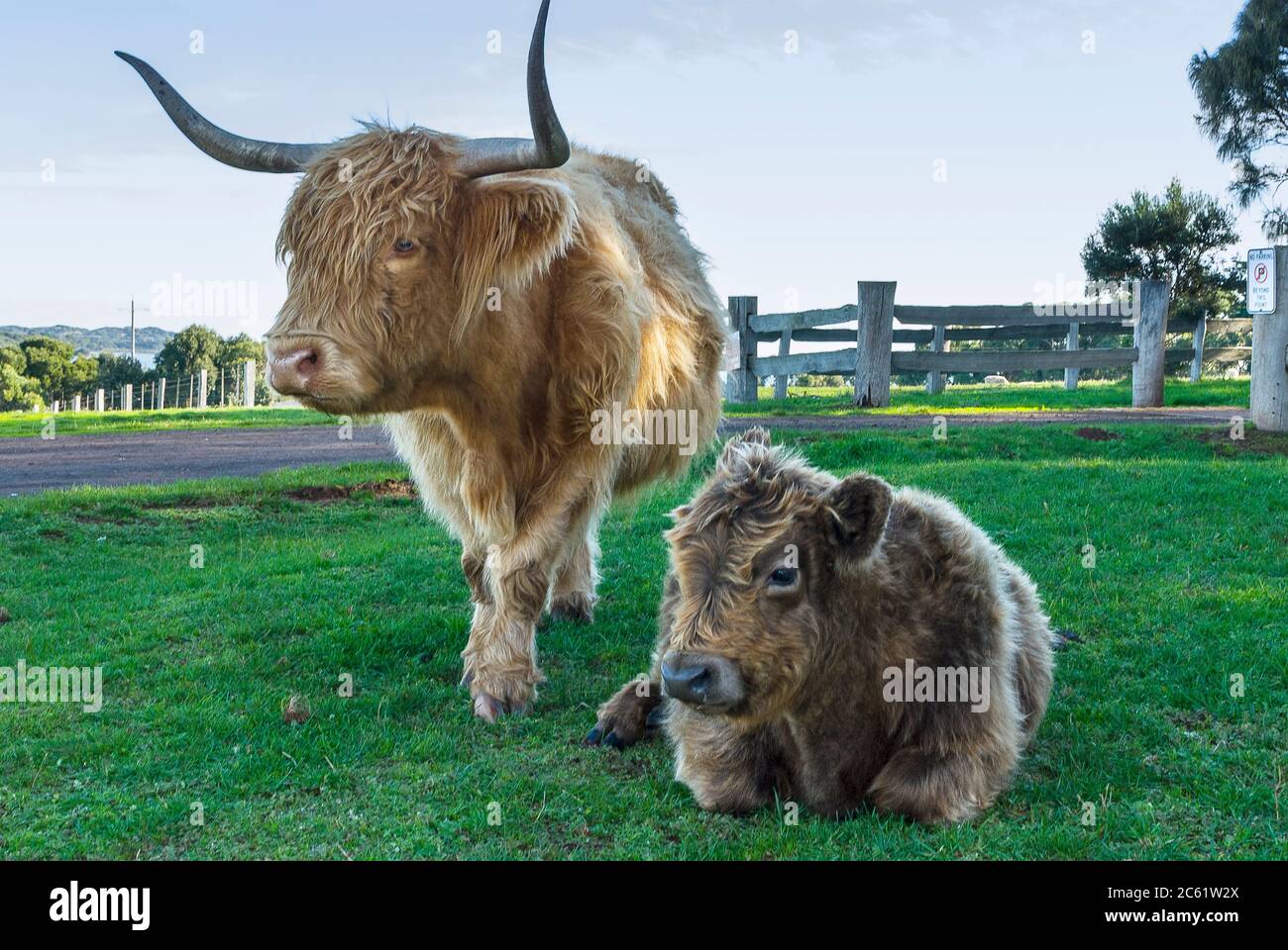 Scottish angus cow and calf hi-res stock photography and images - Alamy