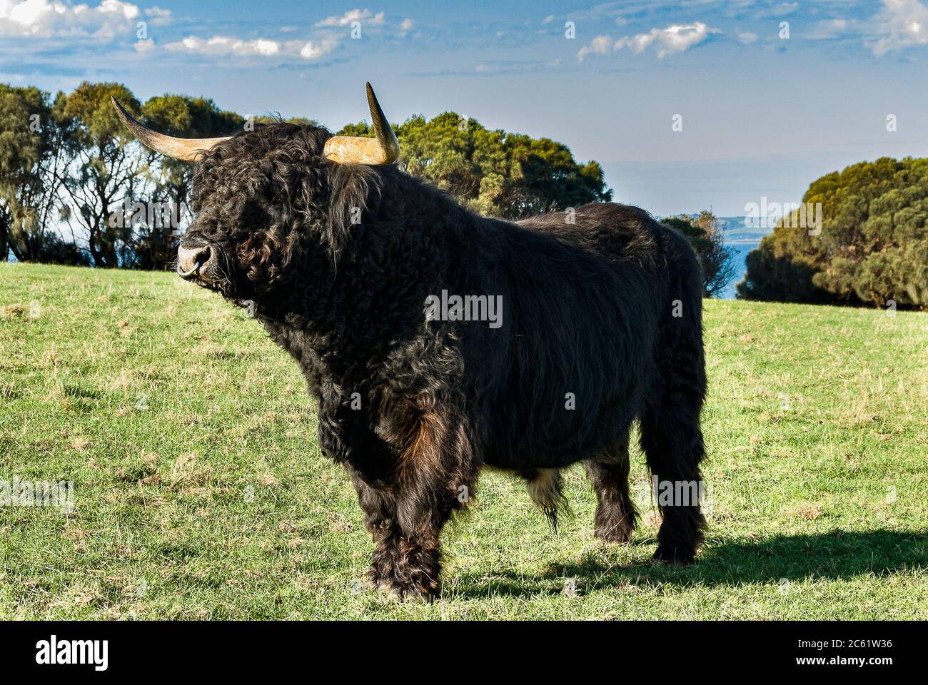 Angus bull in field hi-res stock photography and images - Alamy