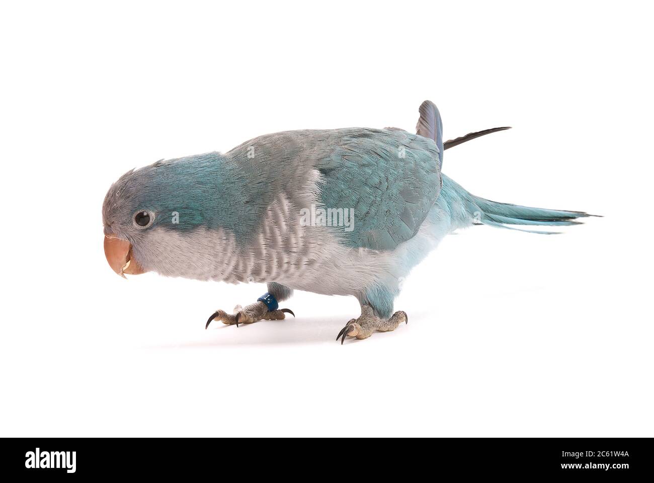 Young blue quaker, Myiopsitta monachus, 10 weeks old isolated on a ...