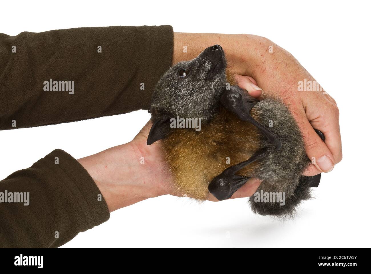 Flying fox bat face hi-res stock photography and images - Alamy