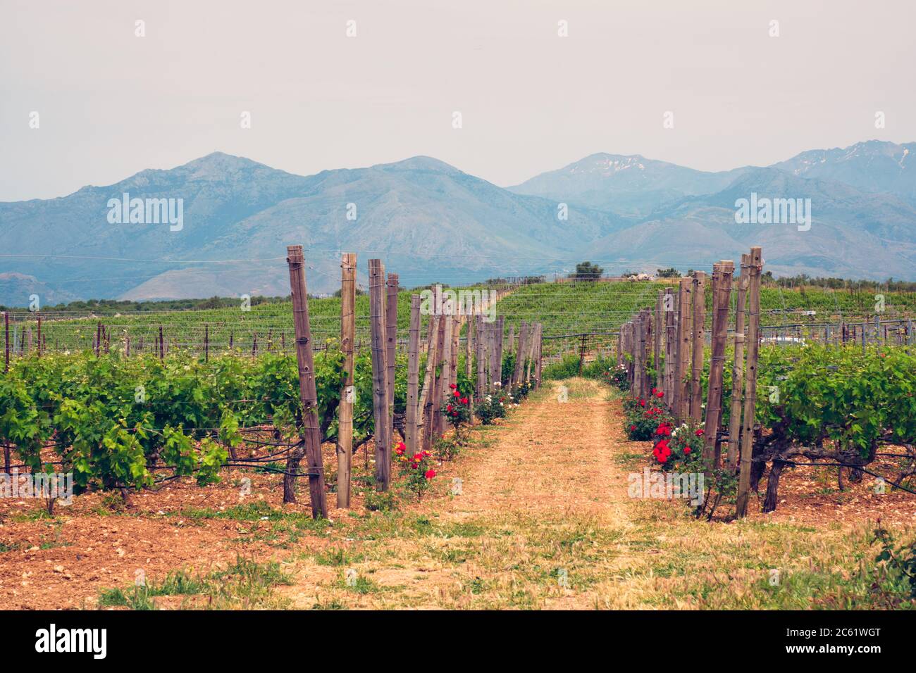 Wineyard with grape rows Stock Photo - Alamy