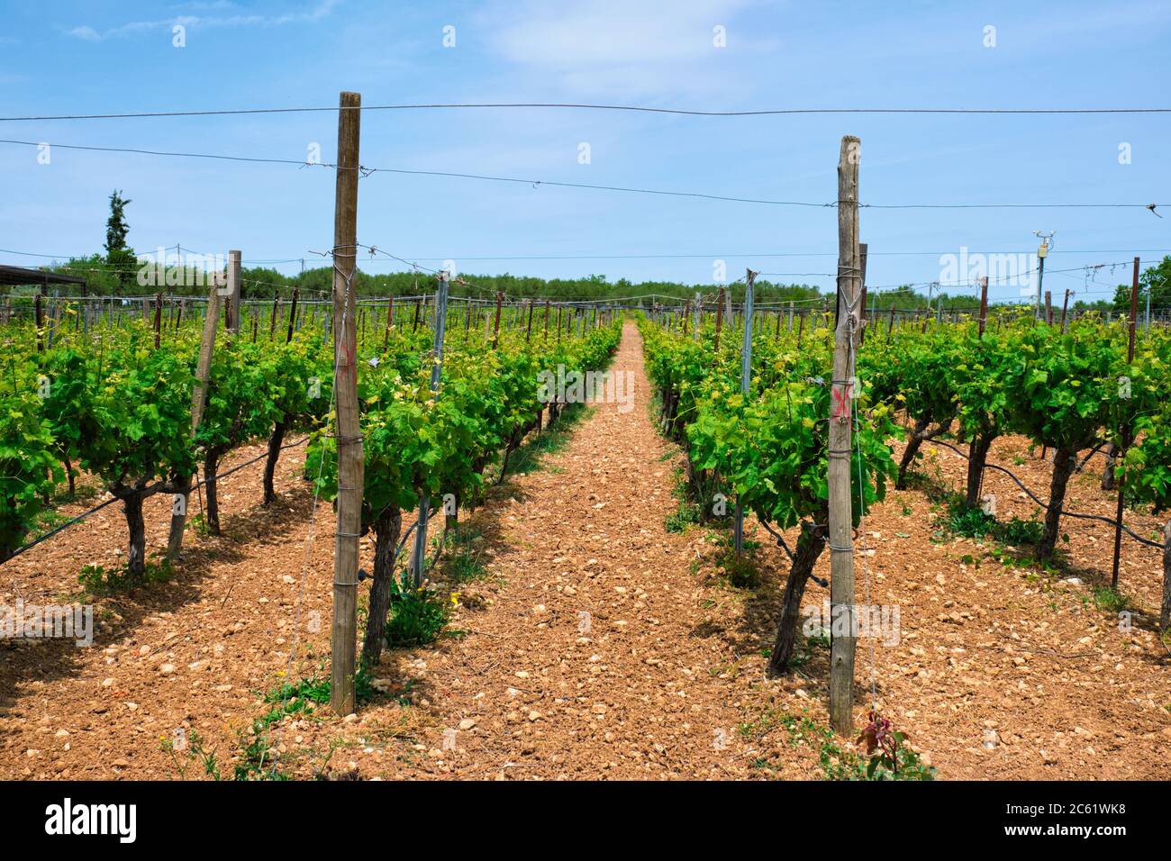 Wineyard with grape rows Stock Photo - Alamy
