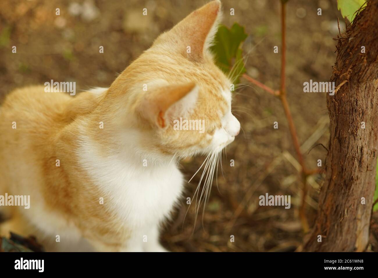 Ginger cat side profile hi-res stock photography and images - Alamy