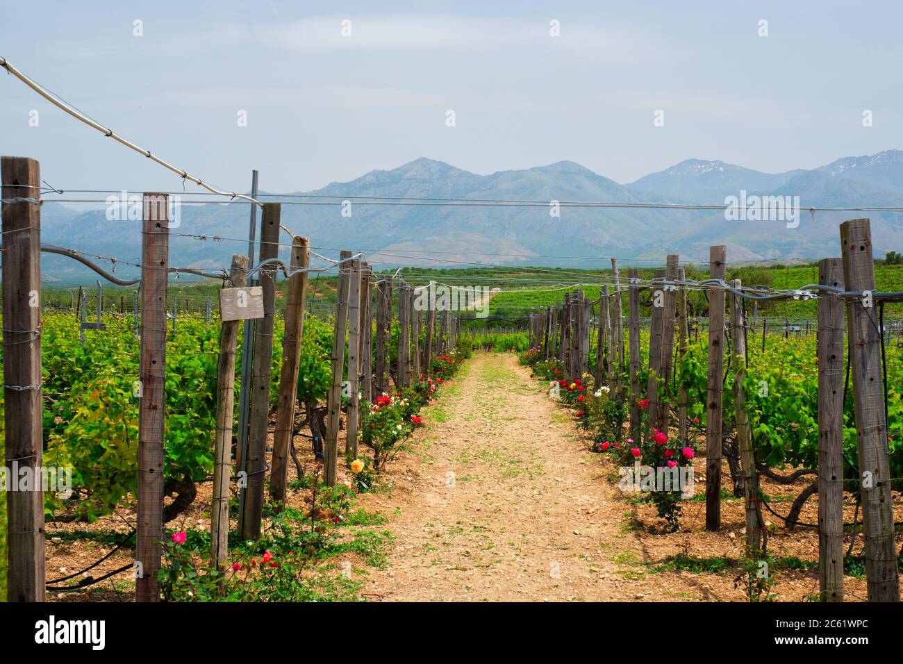 Wineyard with grape rows Stock Photo - Alamy