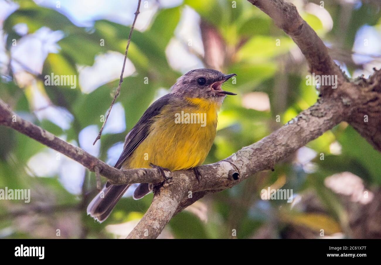 Yellow breasted robin hi-res stock photography and images - Alamy