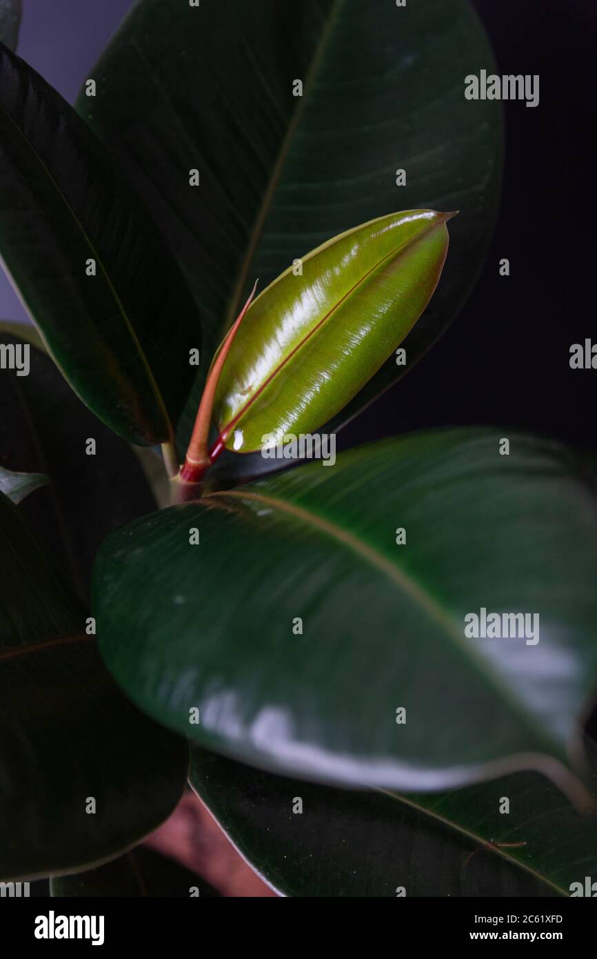 Close up of Ficus elastica ,rubber fig, rubber tree, rubber plant, or ...