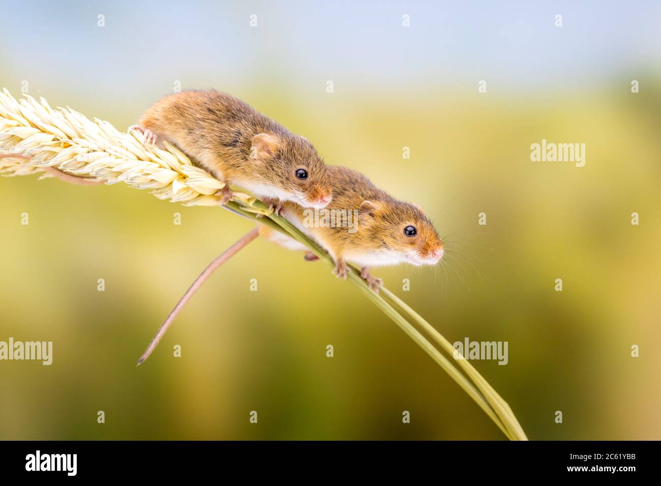 Mice yorkshire hi-res stock photography and images - Alamy