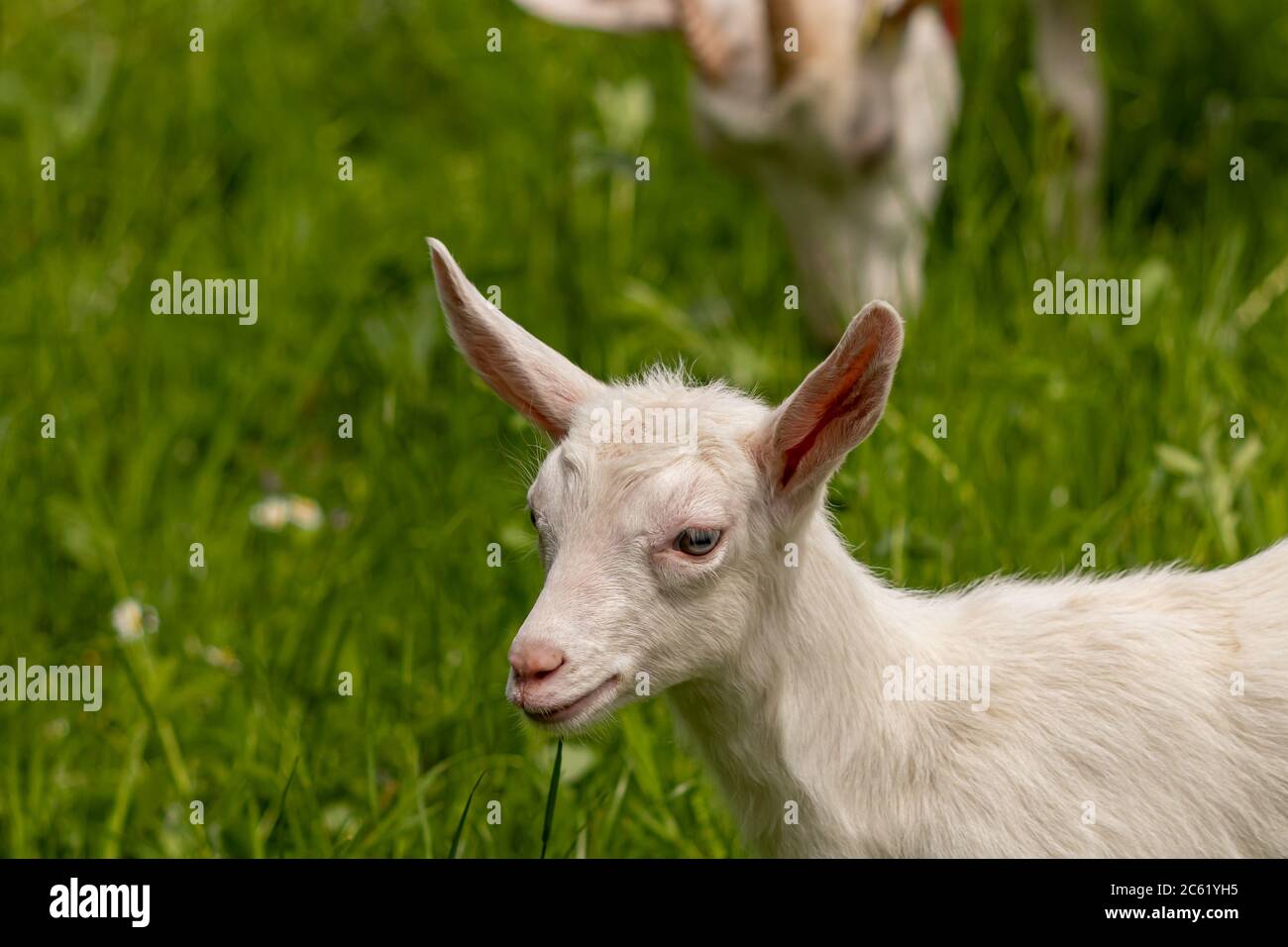 Small white domestic goat hi-res stock photography and images - Alamy