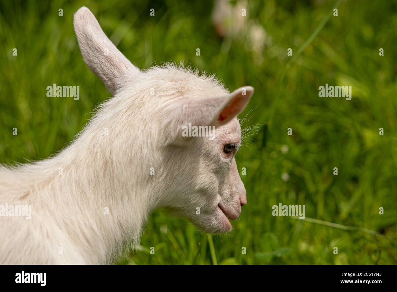 Pretty baby white domestic goat, close up Stock Photo - Alamy