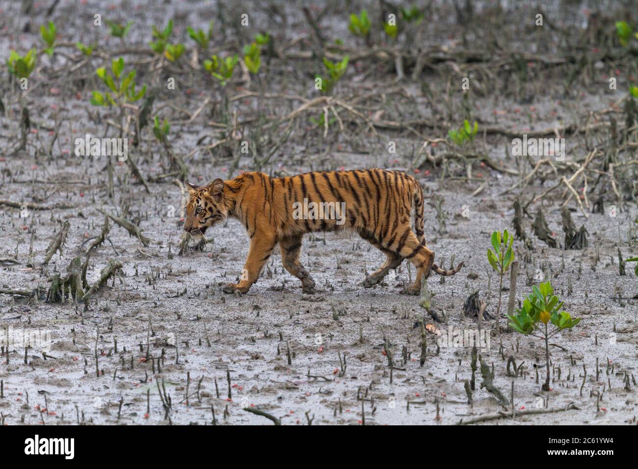 Bengal tiger india mangroves hi-res stock photography and images - Alamy