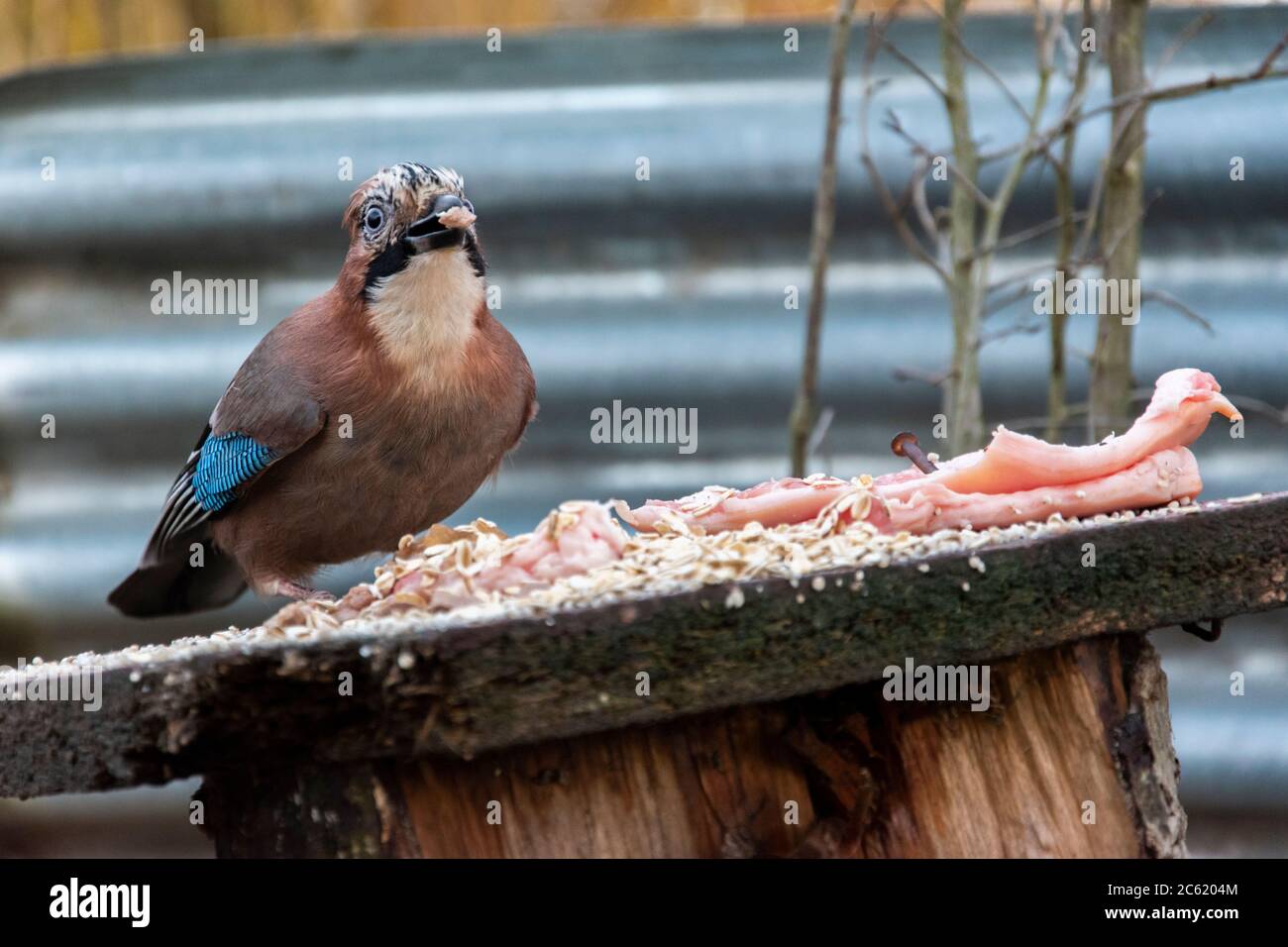 Bird is eating seeds. Nature wildlife scene Stock Photo - Alamy