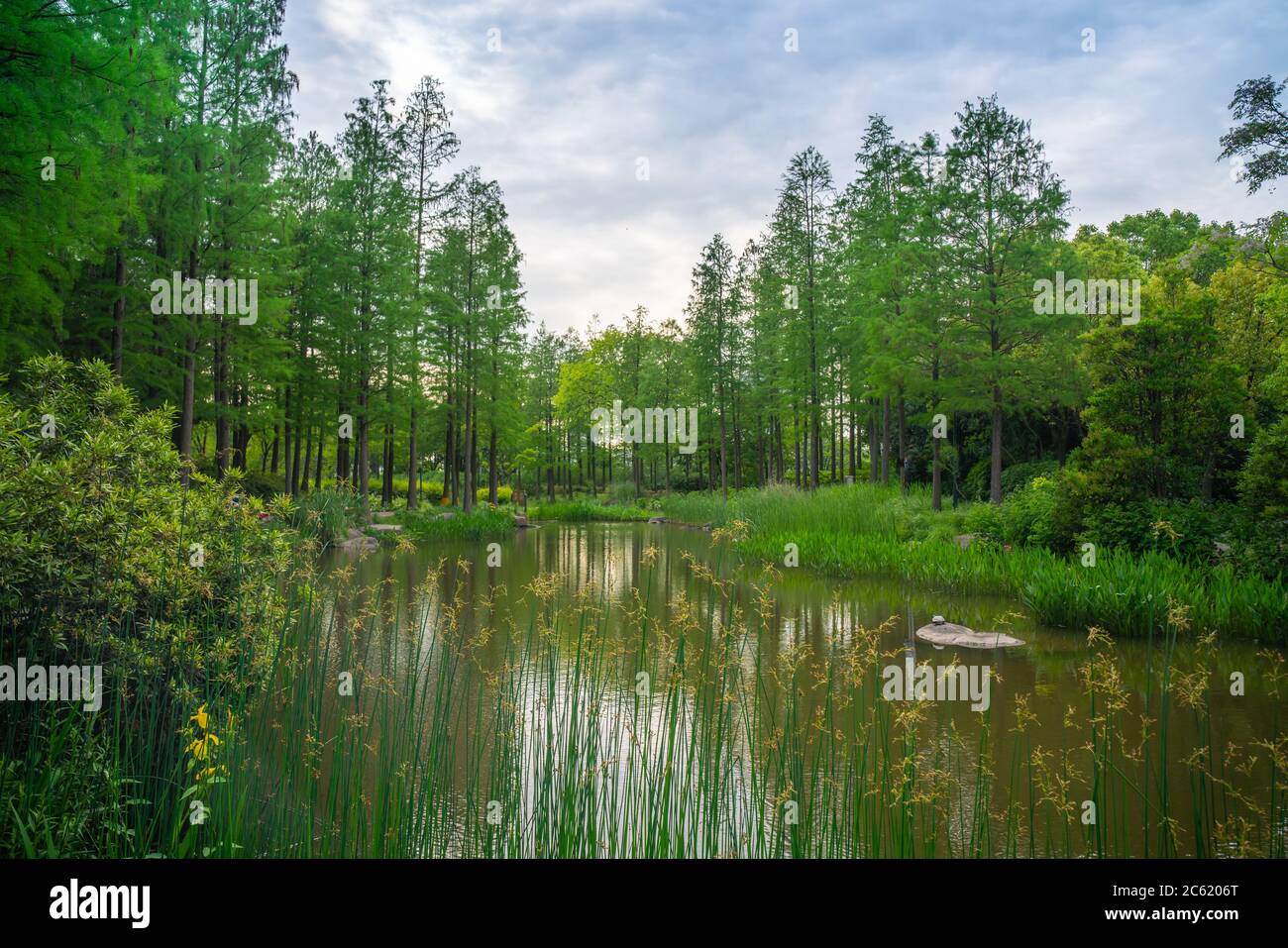 Metasequoia forest in expo park in Shanghai, China Stock Photo - Alamy