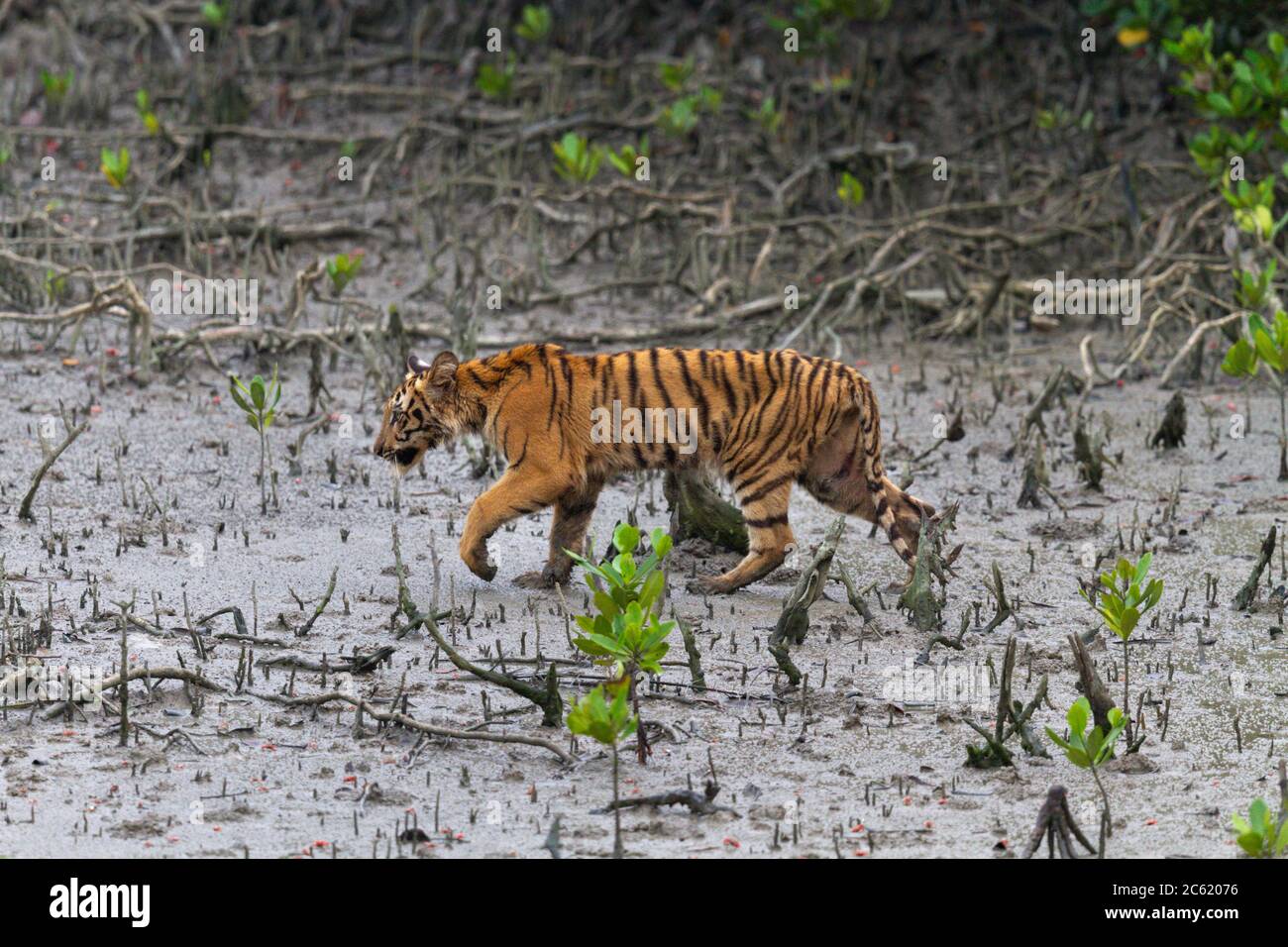 Bengal tiger india mangroves hi-res stock photography and images - Alamy
