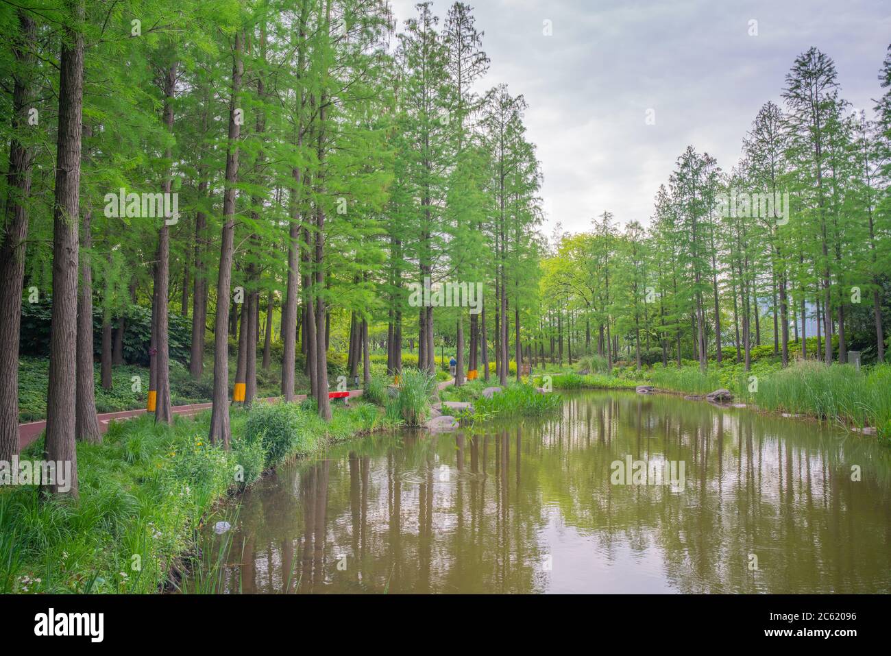 Metasequoia forest in expo park in Shanghai, China Stock Photo - Alamy