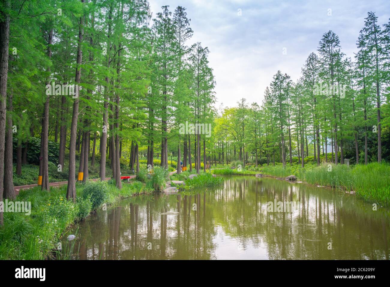 Metasequoia needles hi-res stock photography and images - Alamy