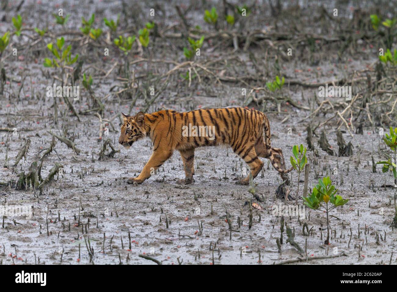 Bengal Tiger or Panthera Tigris tigris cub at Sunderbans national park ...