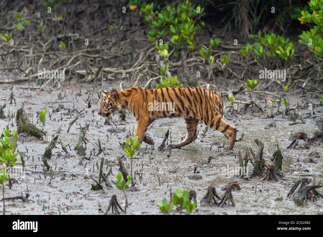 Bengal Tiger or Panthera Tigris tigris cub at Sunderbans national park ...