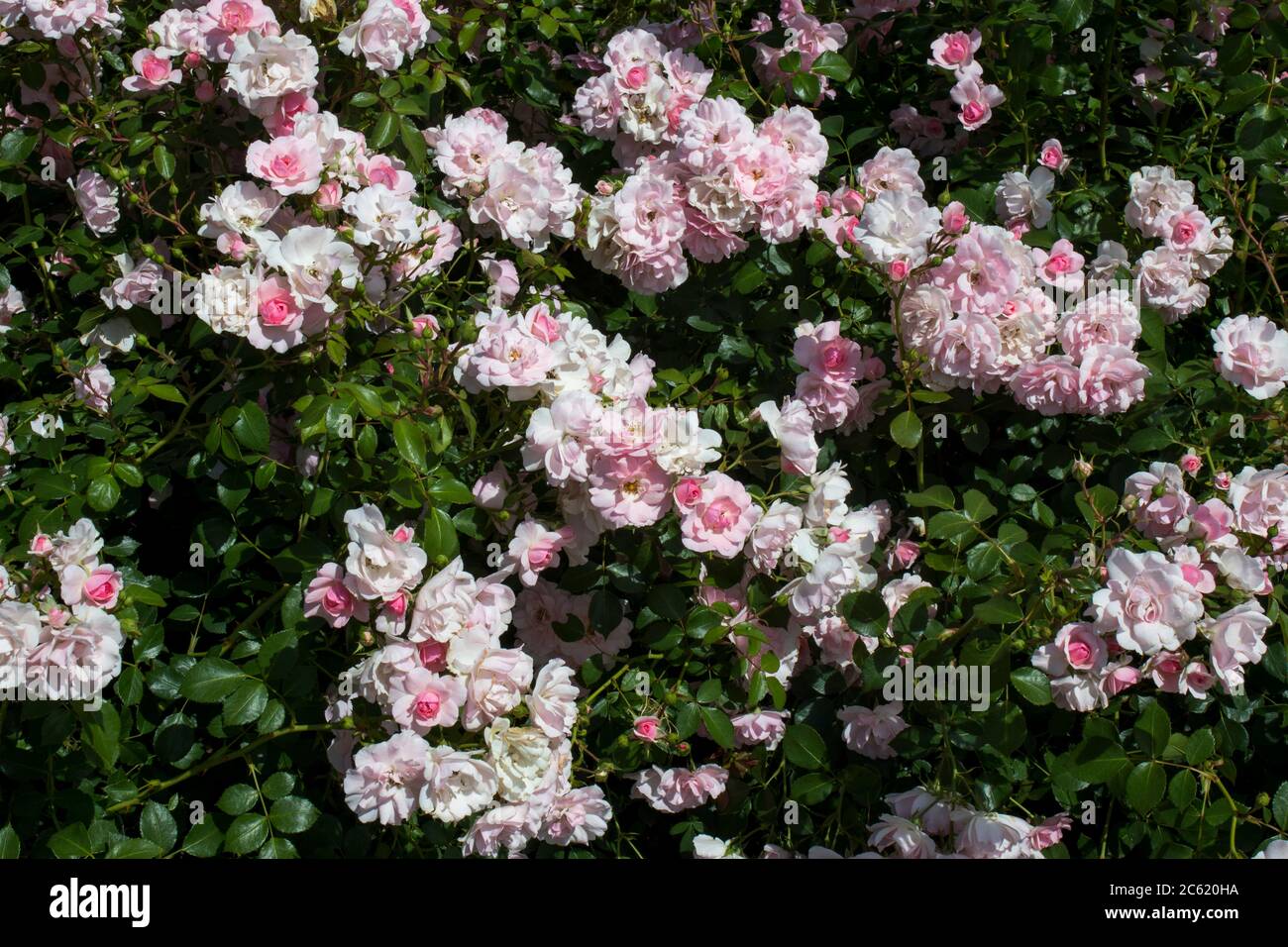 Wind bush roses hi-res stock photography and images - Alamy