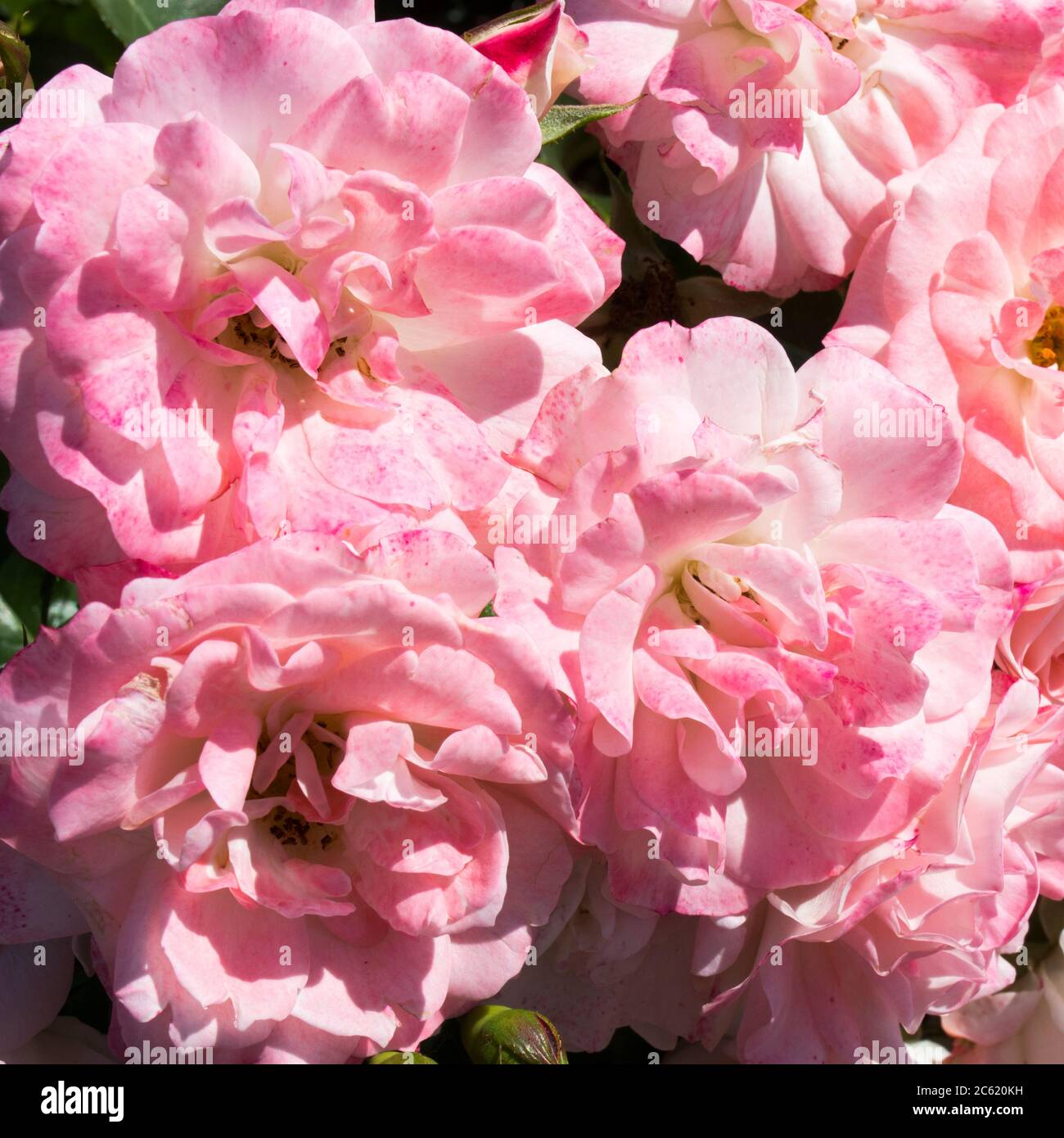 Wind bush roses hi-res stock photography and images - Alamy