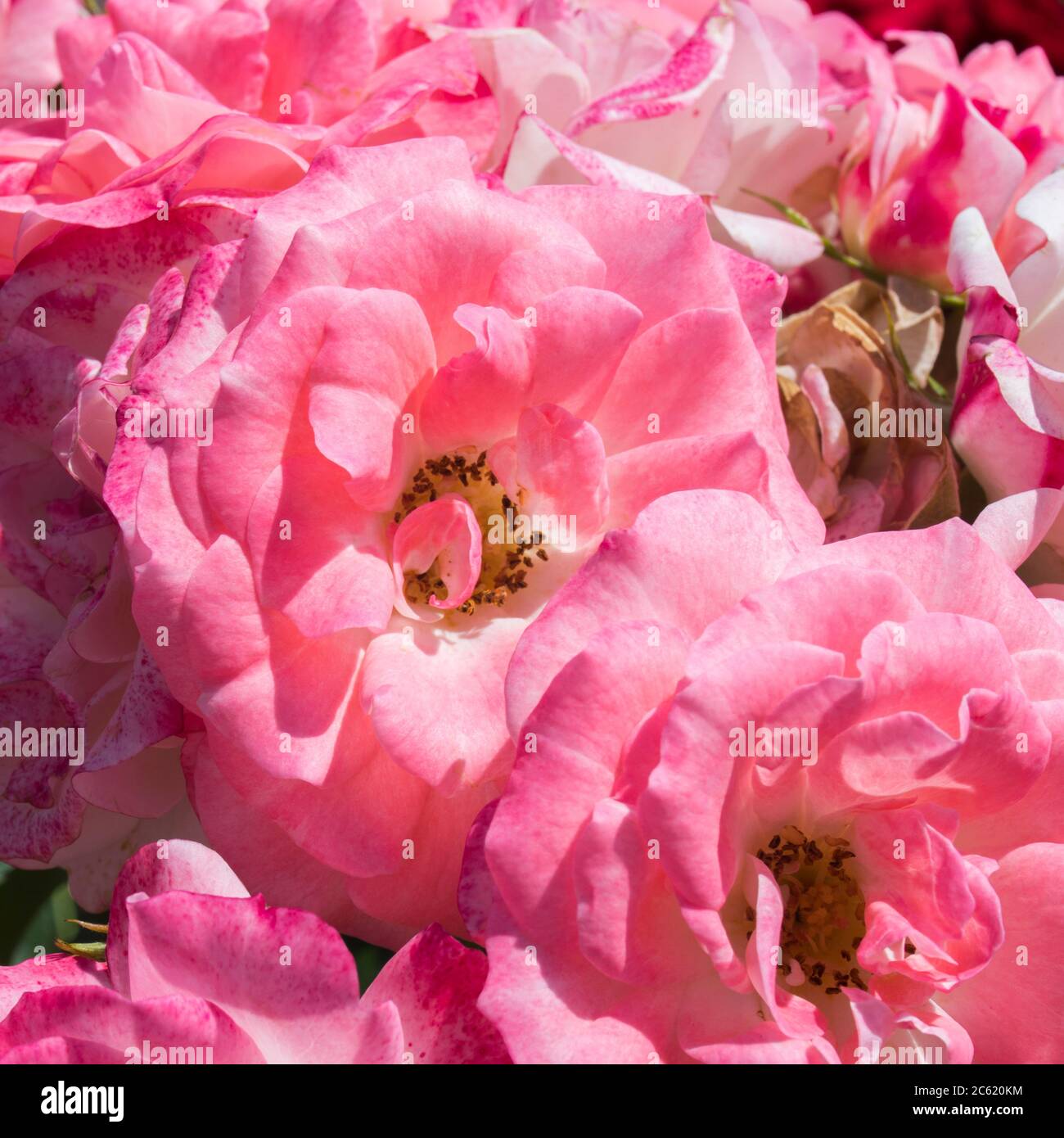 A bush of pink, red roses swaying in the wind in a park Stock Photo - Alamy