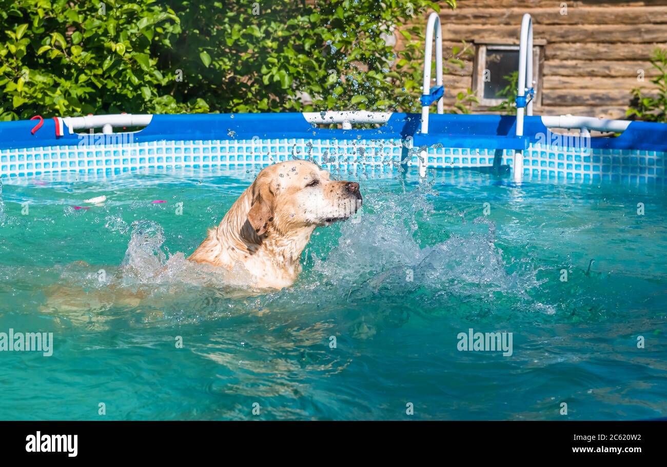 Dog Labrador swims in the frame pool outdoors Stock Photo - Alamy