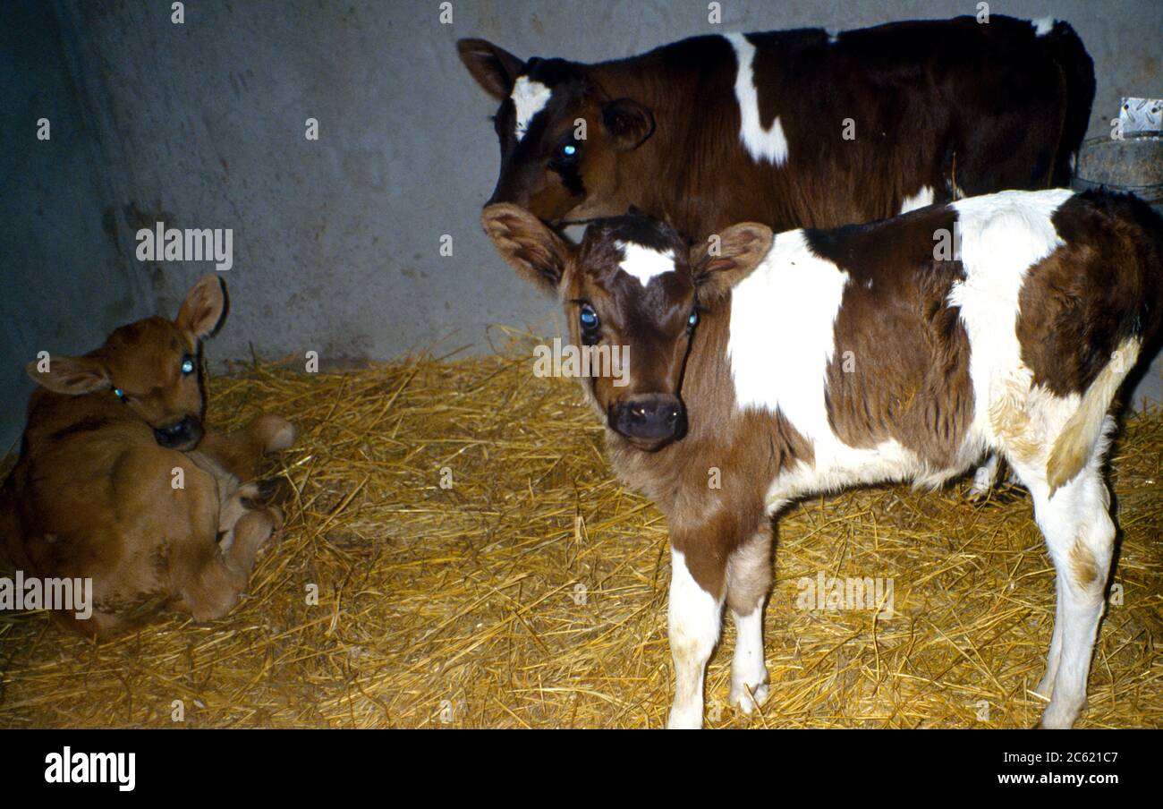 Kuwait agriculture hi-res stock photography and images - Alamy