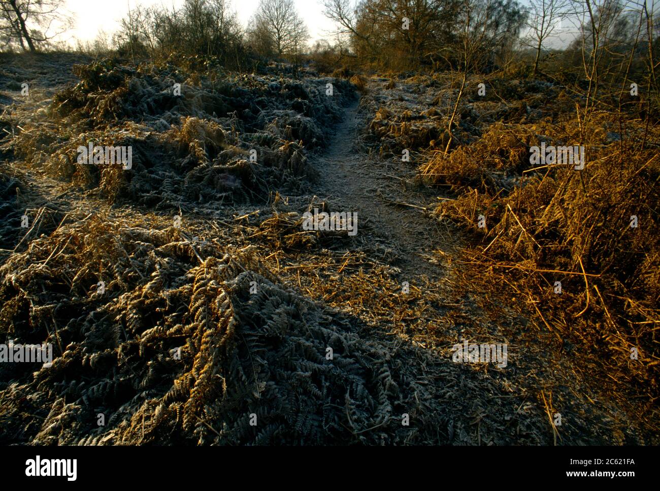 Frost on Ferns in Winter Headley Surrey England Stock Photo - Alamy