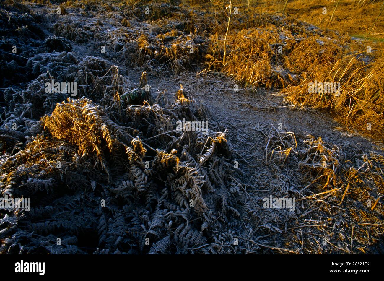 Frost on Ferns in Winter Headley Surrey England Stock Photo - Alamy