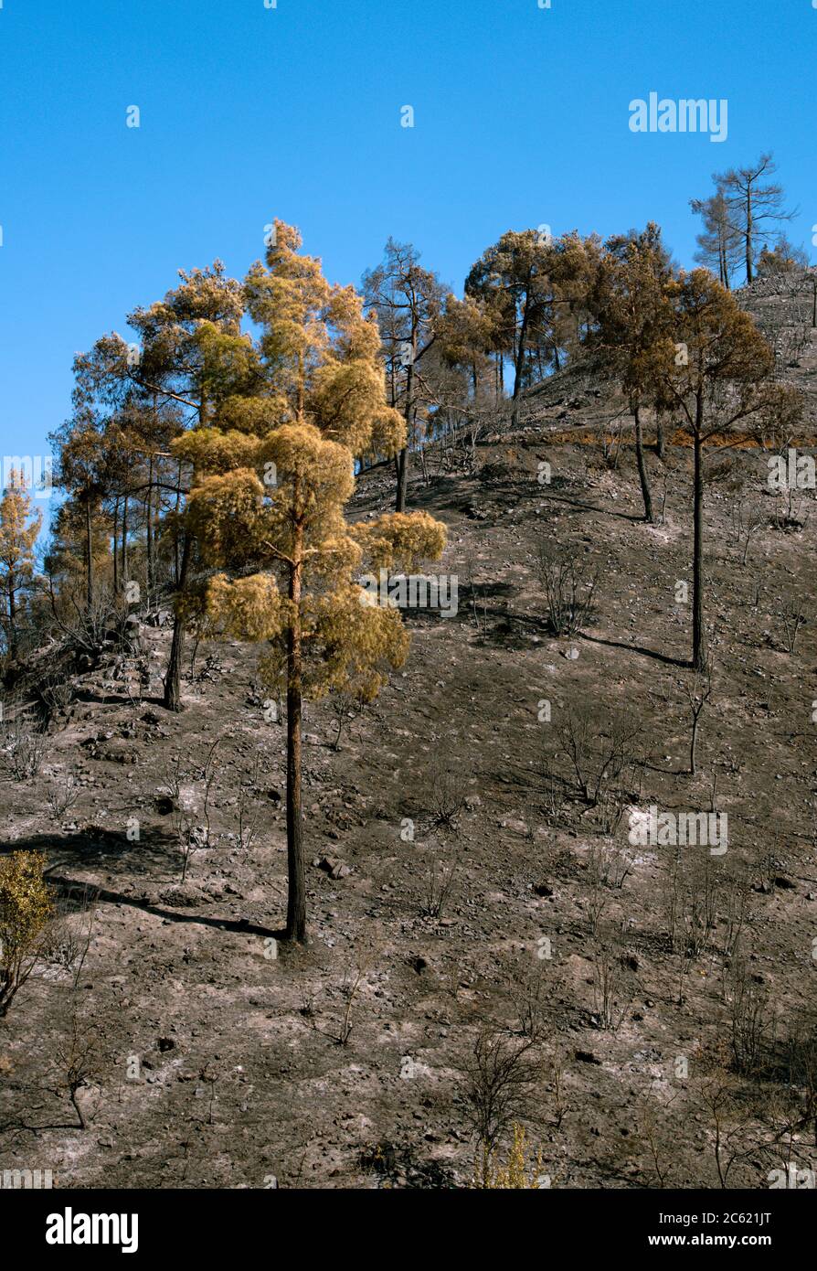 Massive deforestation hi-res stock photography and images - Alamy