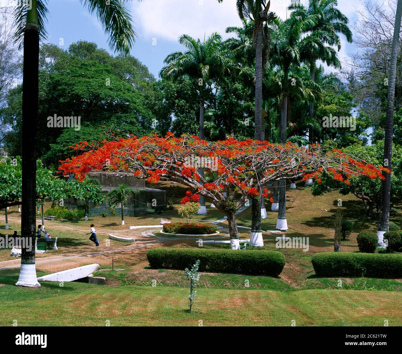 Botanical Gardens Scarborough Tobago Flamboyant Tree Stock Photo - Alamy
