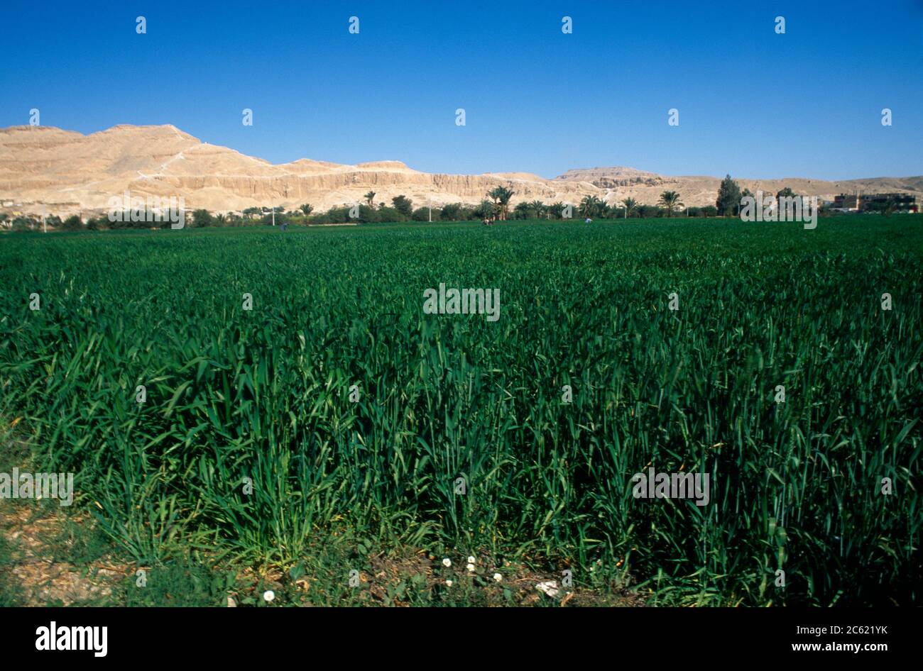 Egypt agriculture crops hi-res stock photography and images - Alamy