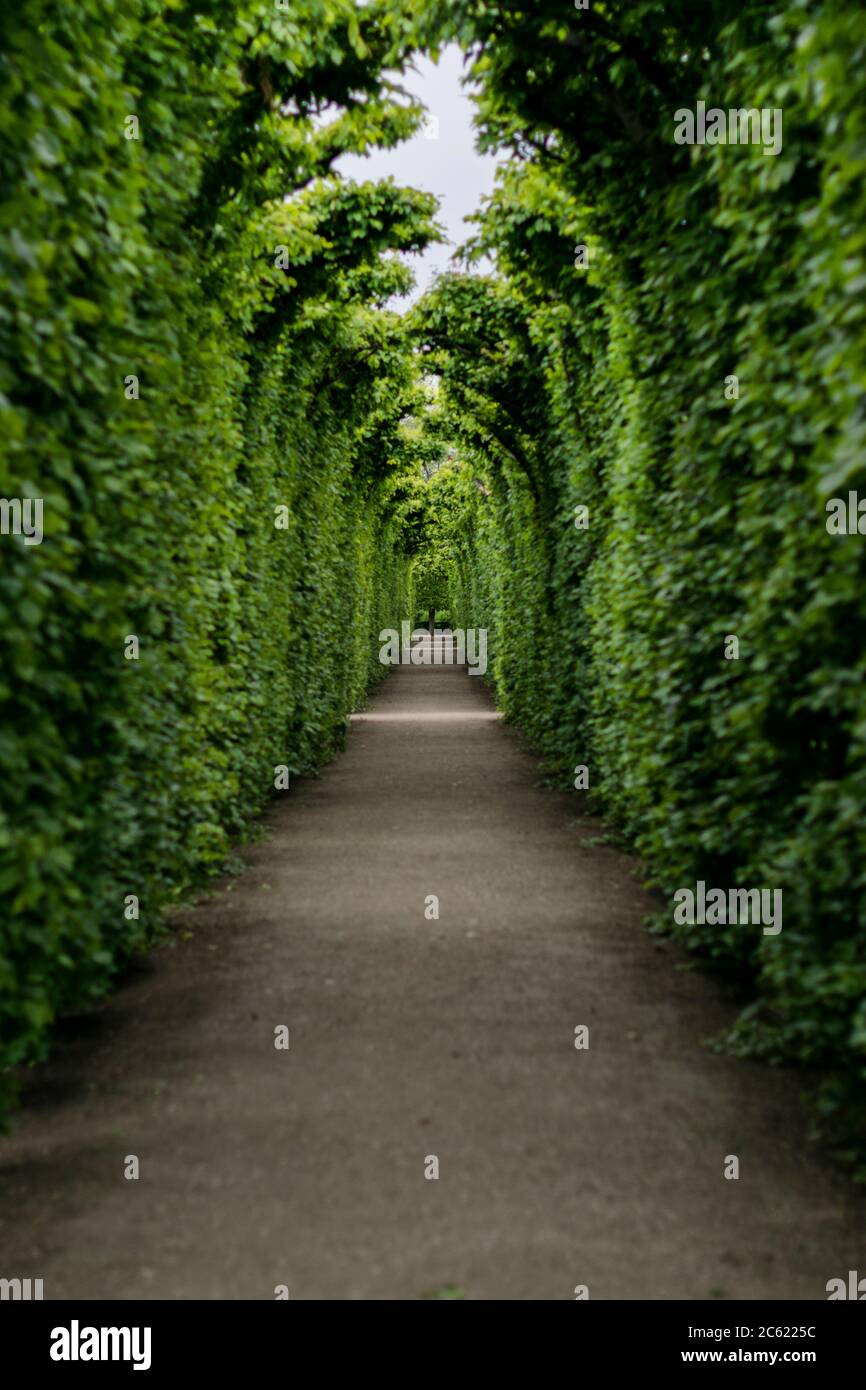 Long corridor of plants with a tree in the depth Stock Photo - Alamy