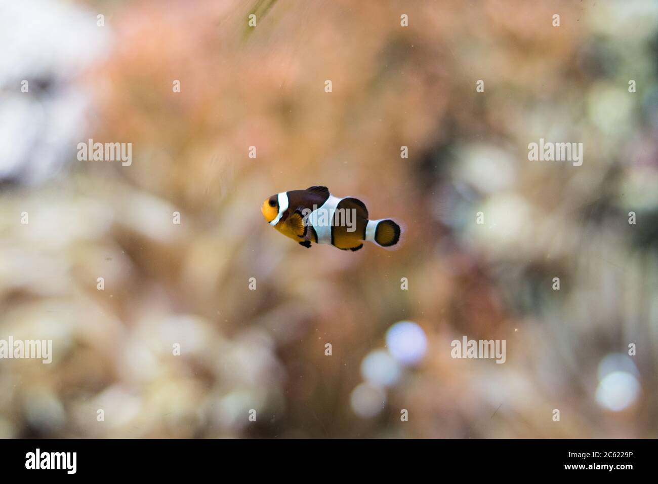 Little clown fish in their habitat Stock Photo - Alamy