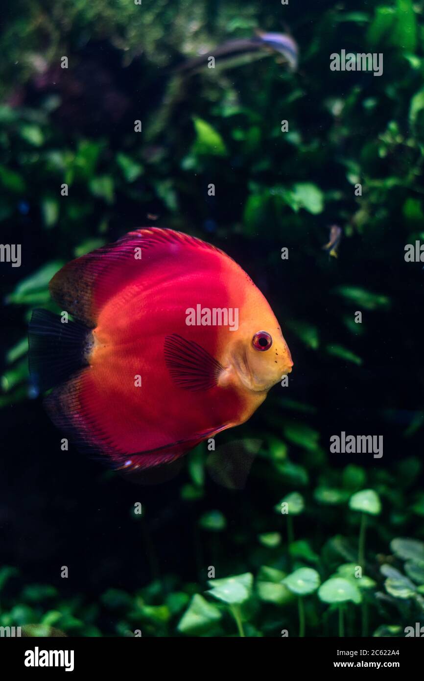 Exotic red fish in the water Stock Photo - Alamy