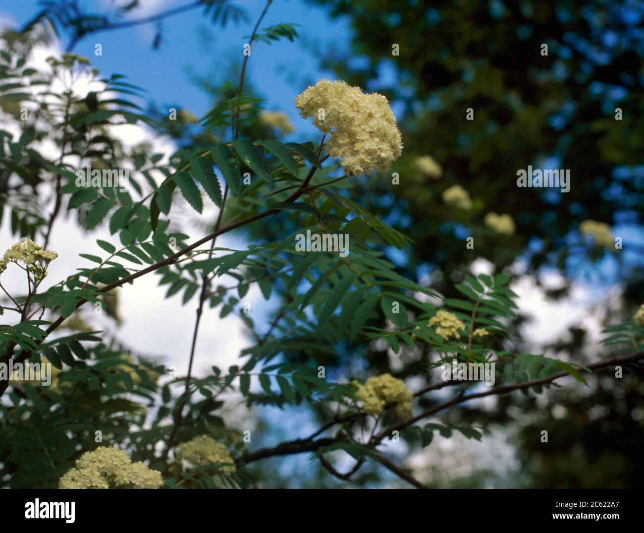 Rowan Blossom Mountain Ash Stock Photo - Alamy