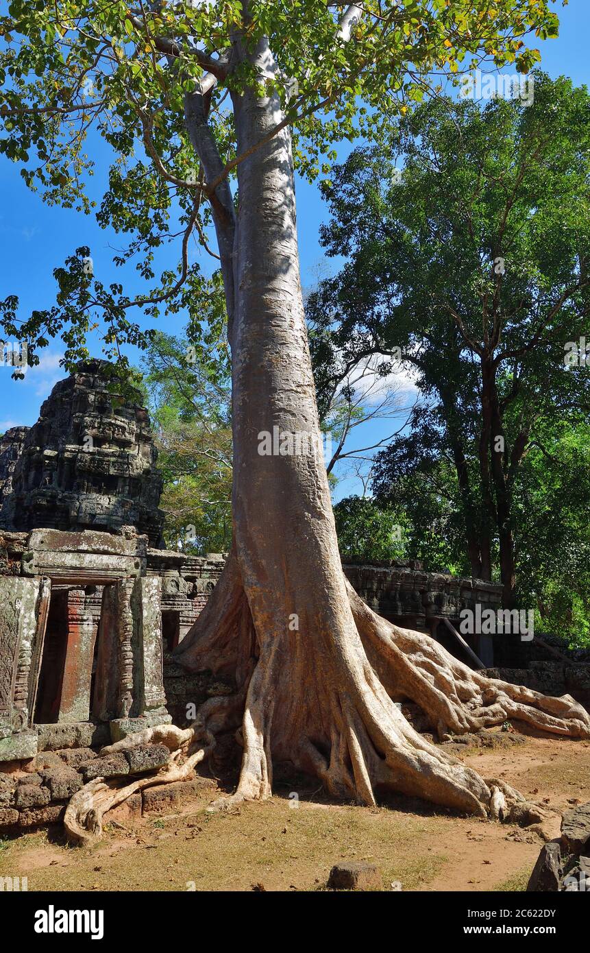 Giant banyan tree growing on the ruins of the temple Bantey Khde in ...