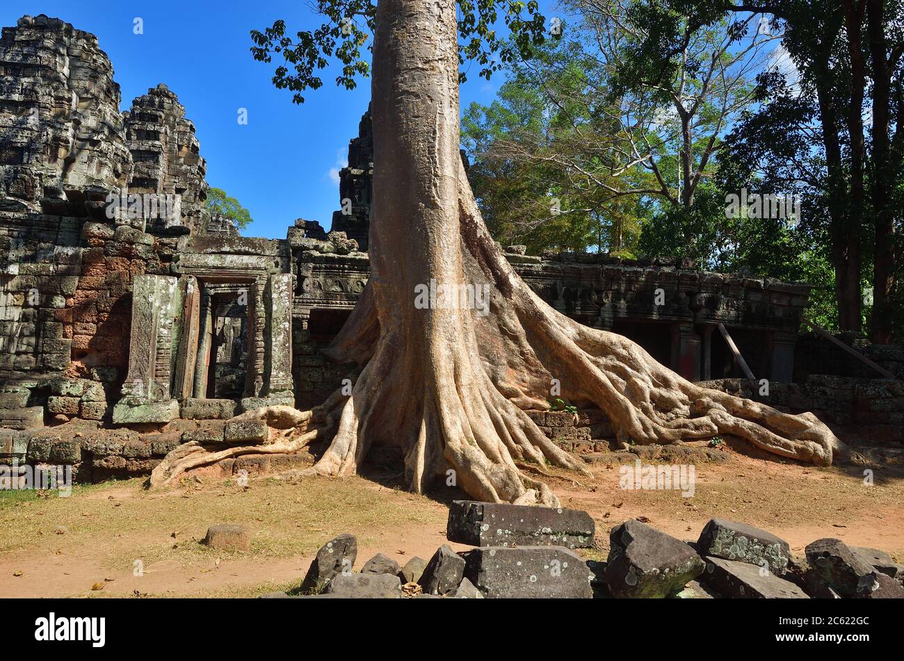 Giant banyan tree growing on the ruins of the temple Bantey Khde in ...