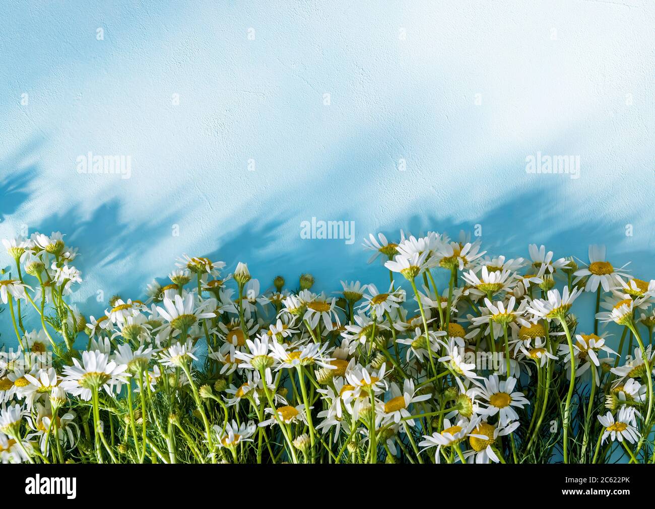 Daisy blue sky detail hi-res stock photography and images - Alamy