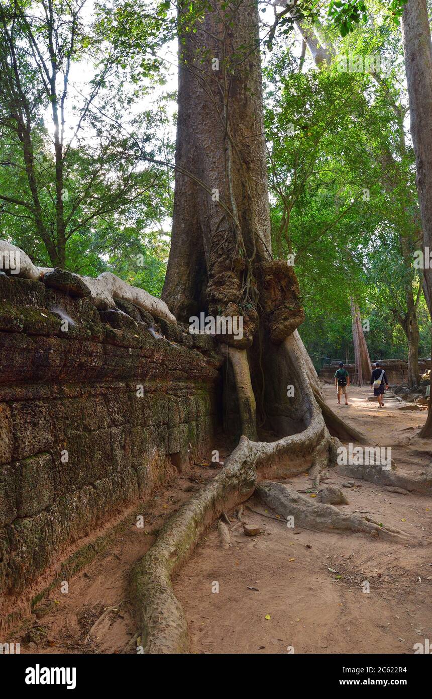 Giant root ancient rainforest tree hi-res stock photography and images ...