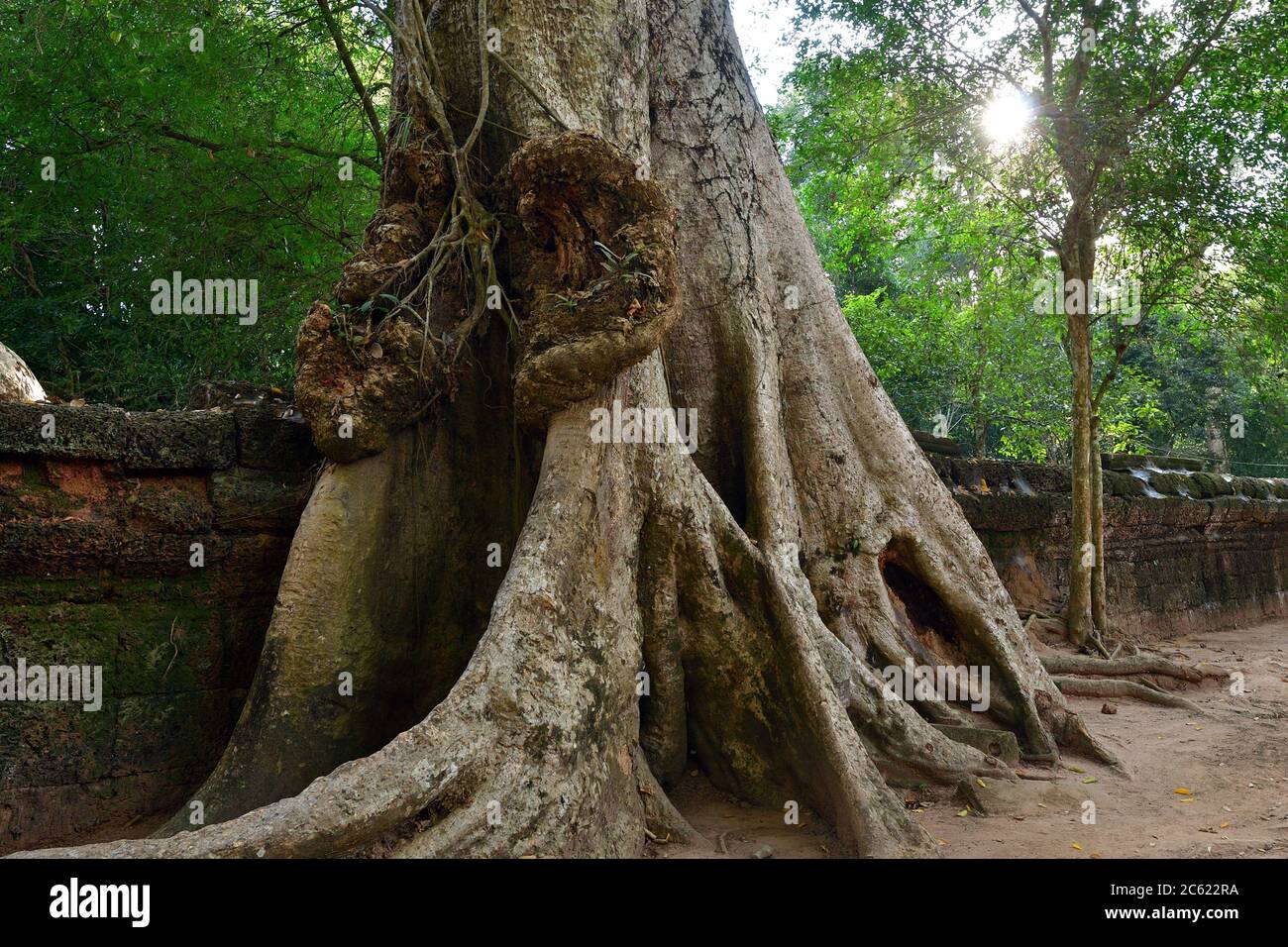 Giant banyan trees growing on the ruins of the temple Ta Prohm in ...