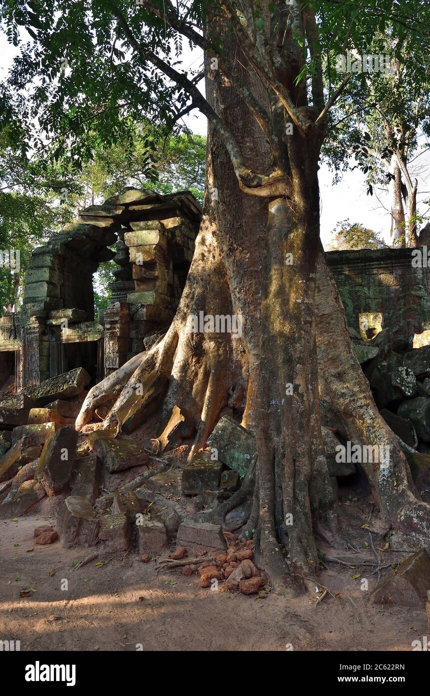 Giant banyan trees growing on the ruins of the temple Ta Prohm in ...