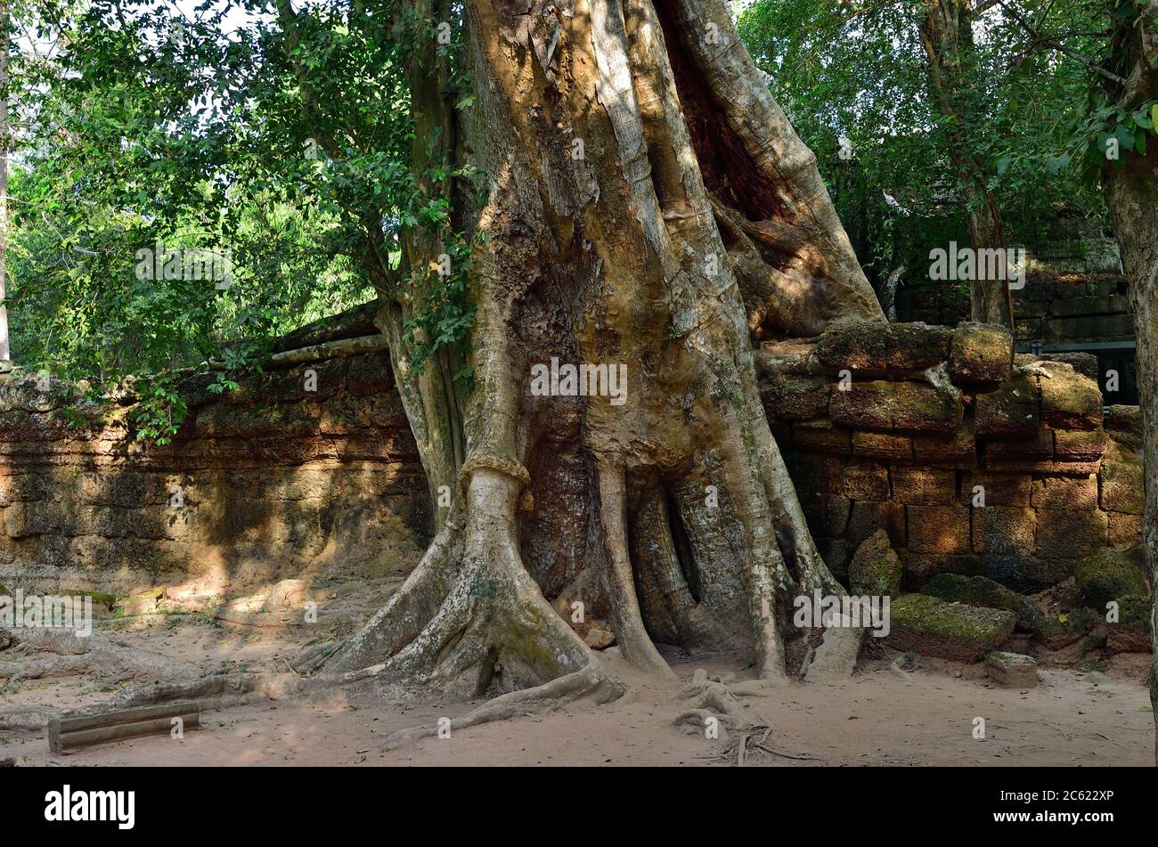 Giant banyan trees growing on the ruins of the temple Ta Prohm in ...