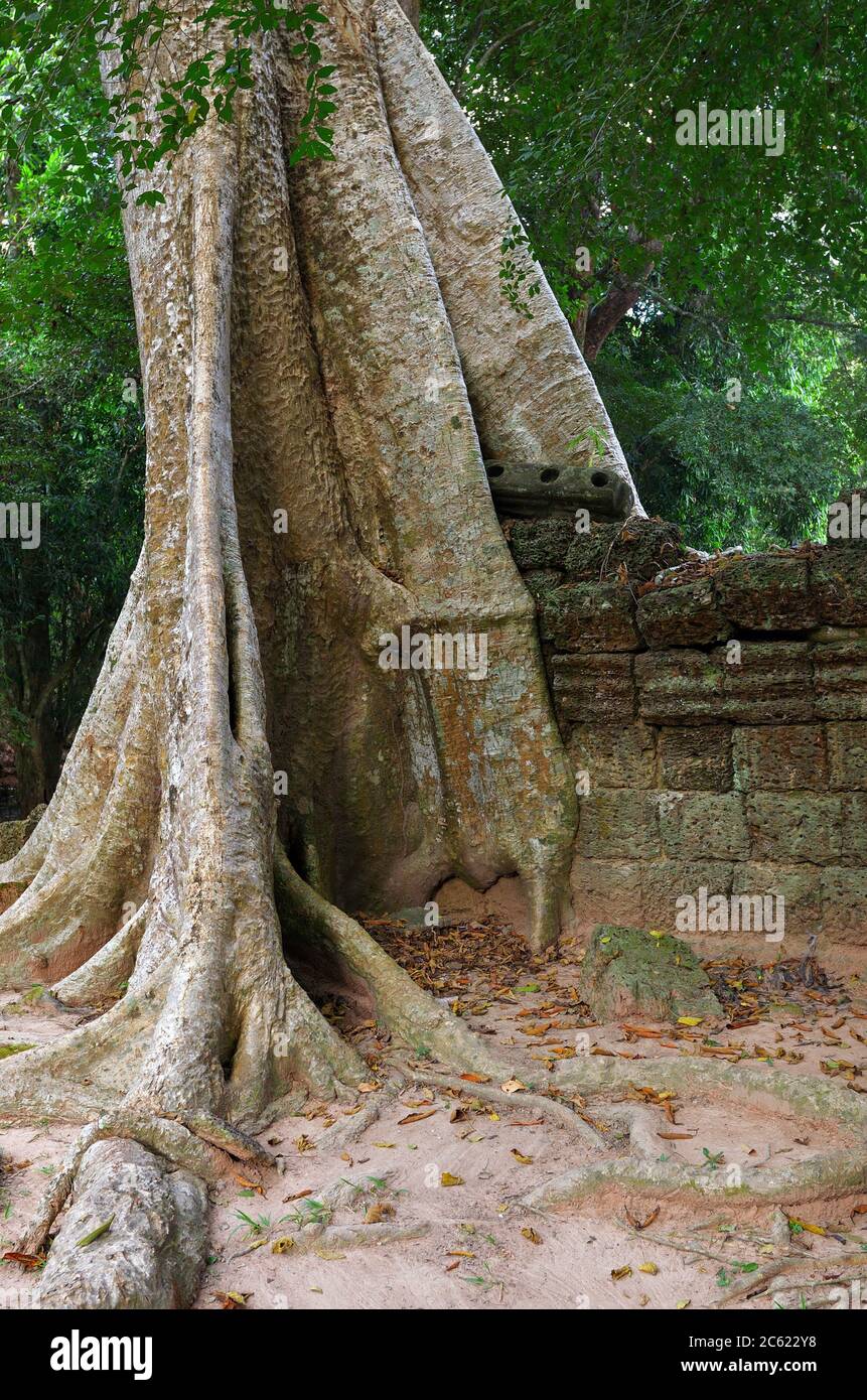 Giant banyan trees growing on the ruins of the temple Ta Prohm in ...
