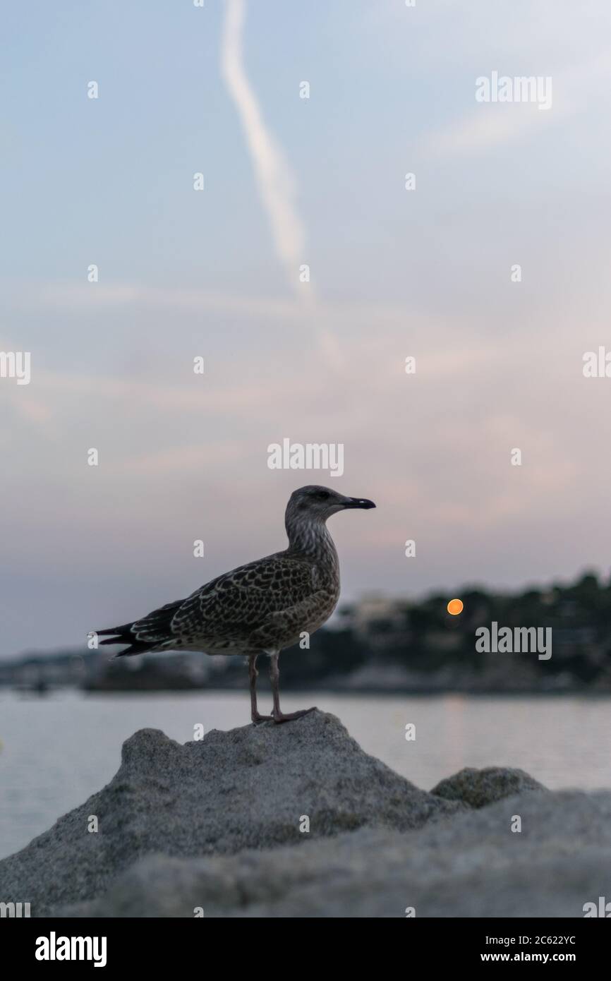 Seagull looking at camera hi-res stock photography and images - Alamy