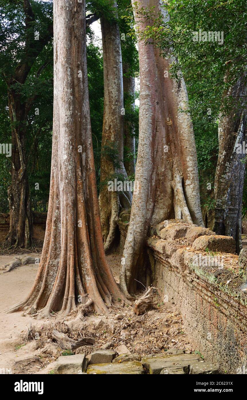Giant banyan trees growing on the ruins of the temple Ta Prohm in ...