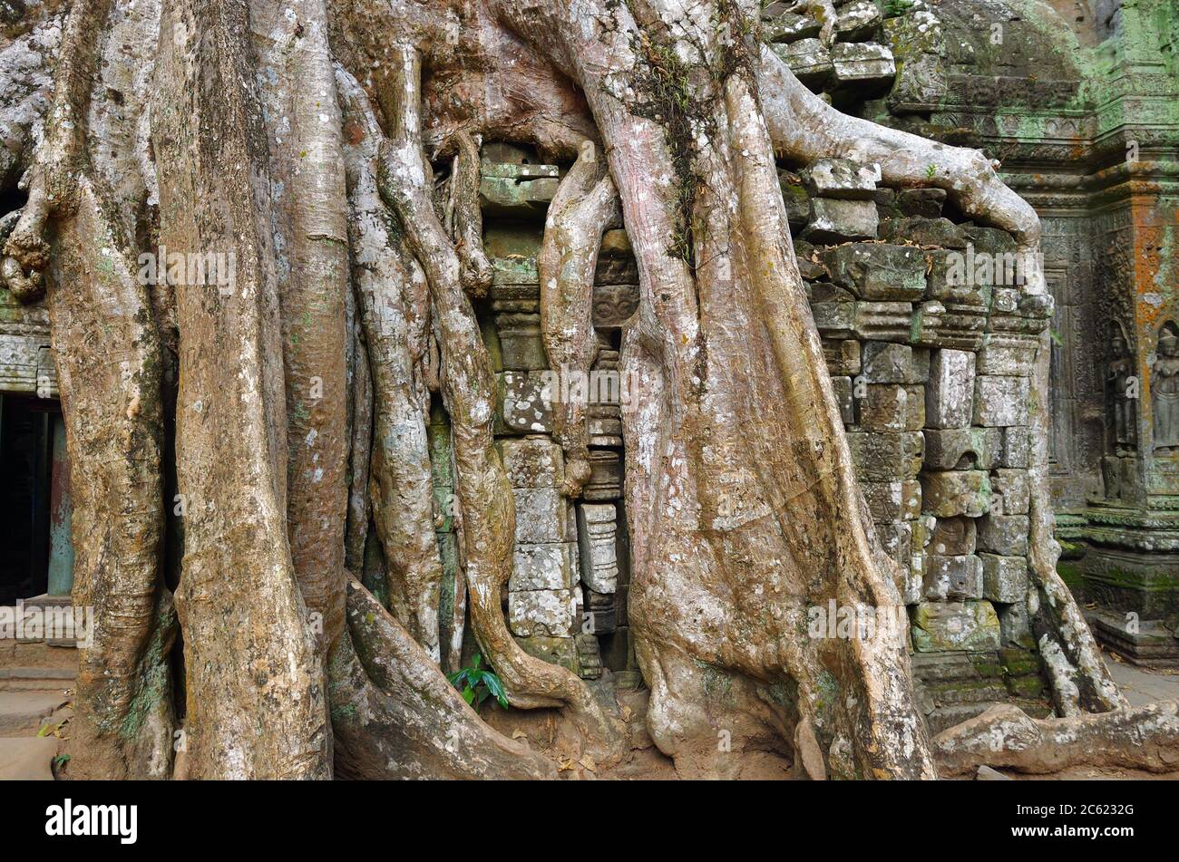 Giant banyan tree growing on the ruins of the temple Ta Prohm in Angkor ...