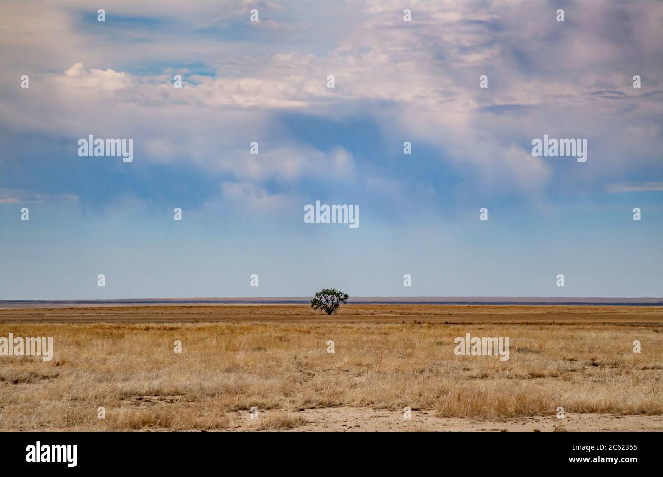 Very large and wide tree hi-res stock photography and images - Alamy