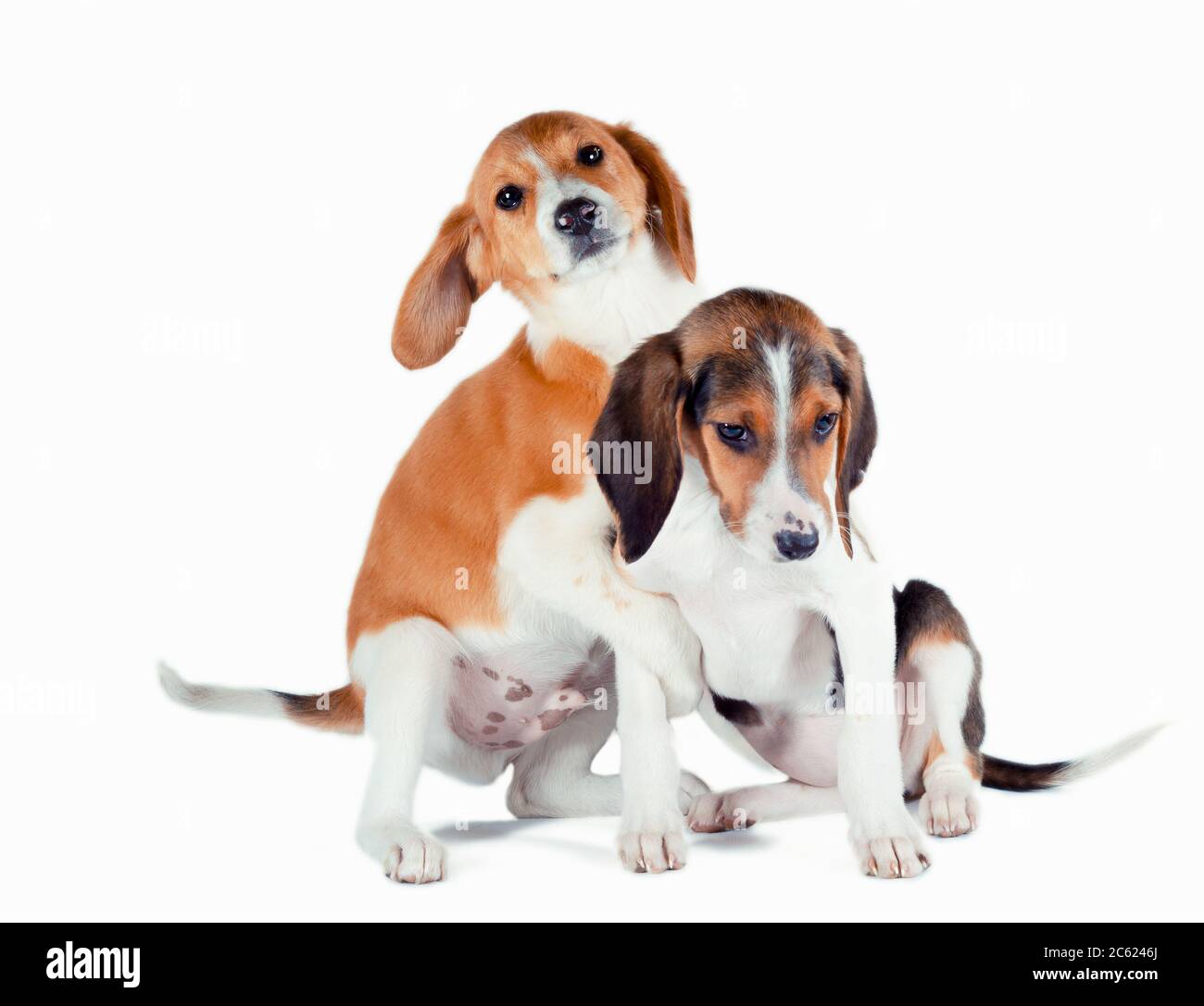 two estonian hound puppies play on a white background Stock Photo - Alamy