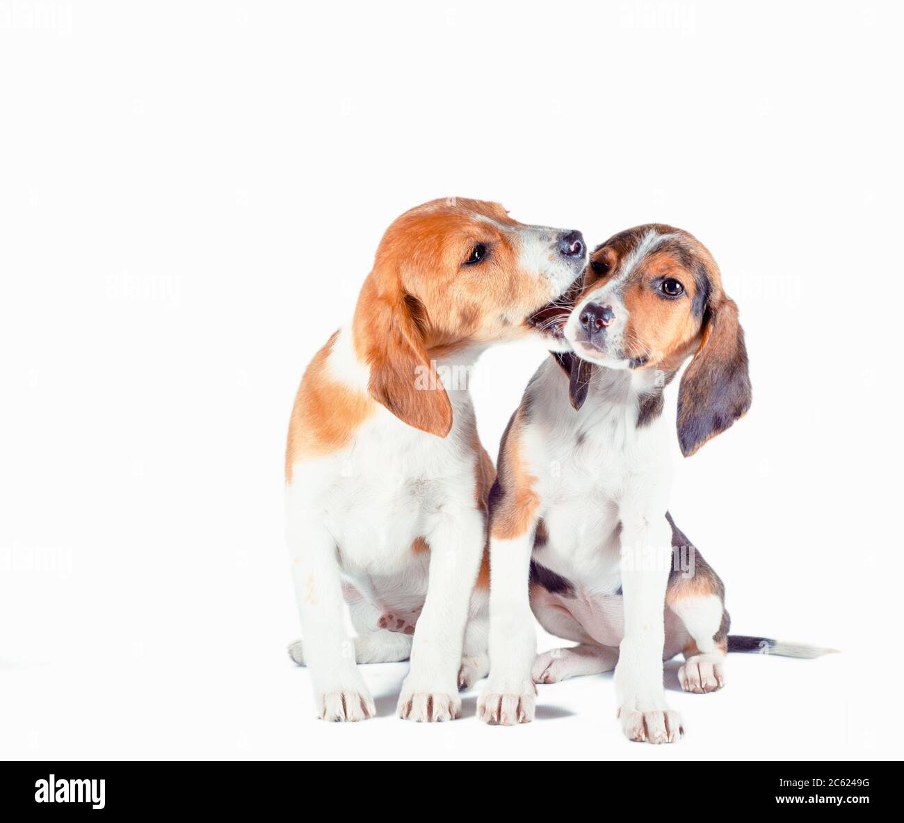 two estonian hound puppies play on a white background Stock Photo - Alamy